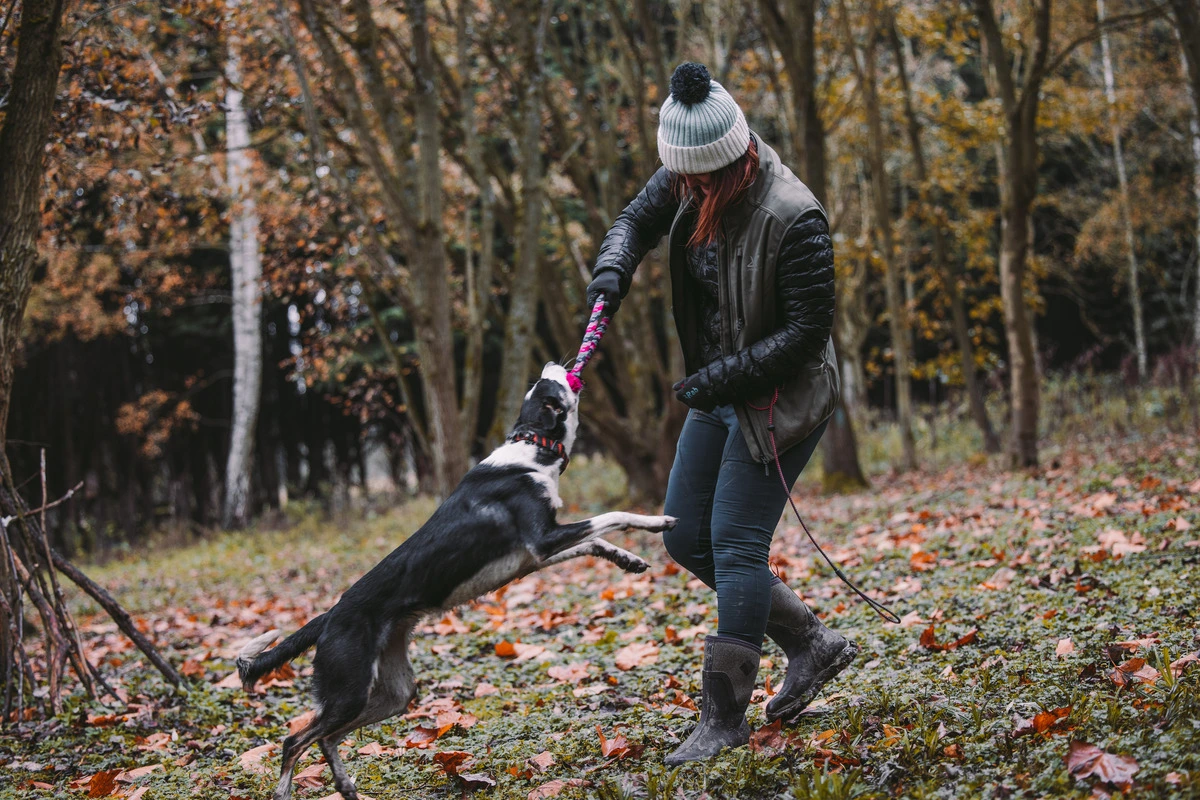 Intensive Dog Training Leeds - Intense Training Days - Revolution Dog ...